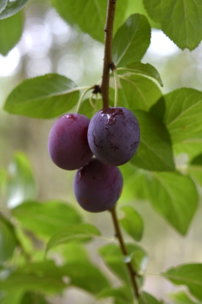 Berglunds botaniska bilder